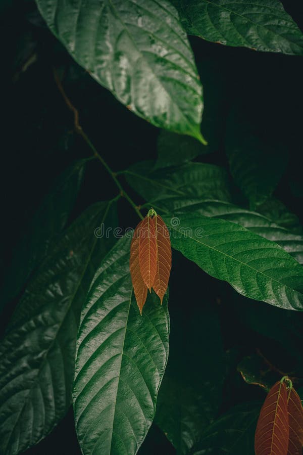 Vertical Shot of Cacao Tree Leaves on Branches in a Garden with a Dark ...
