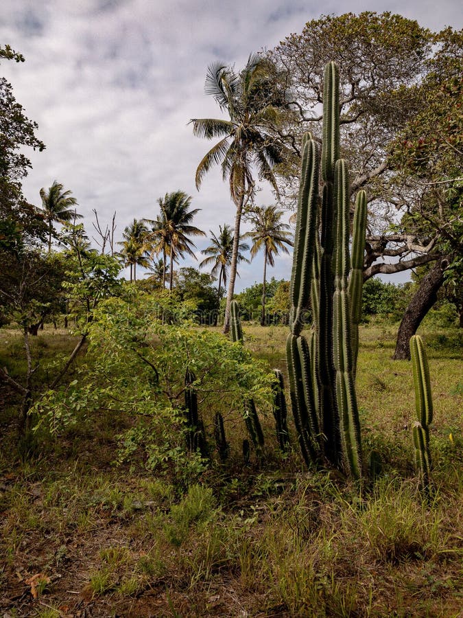 Vertical Shot of Cacti, Palm Trees, and Other Plants in the Park. Stock ...