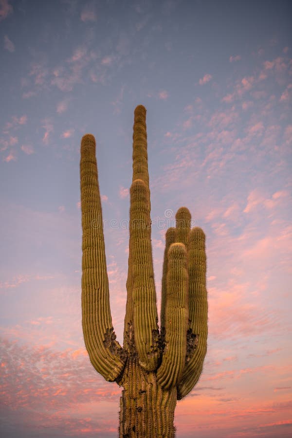 Vertical Shot of a Cactus Plant Against the Sunset Sky Stock Image ...
