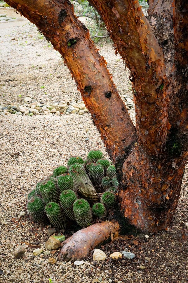 Vertical Shot of Cactus Plants Growing on the Side of the Roots of a ...