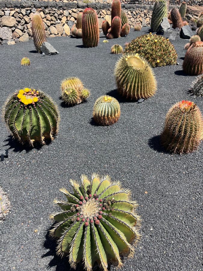Vertical Shot of Cactus Plants Under Sunlight Stock Image - Image of ...