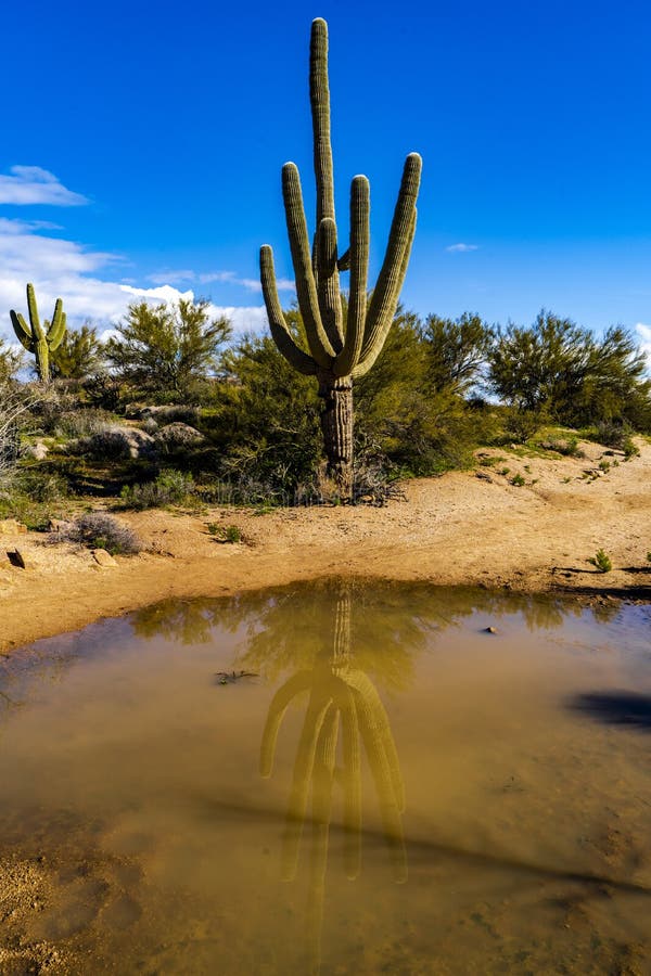 Vertical Shot of a Cactus Reflecting in a Puddle of Water Stock Image ...