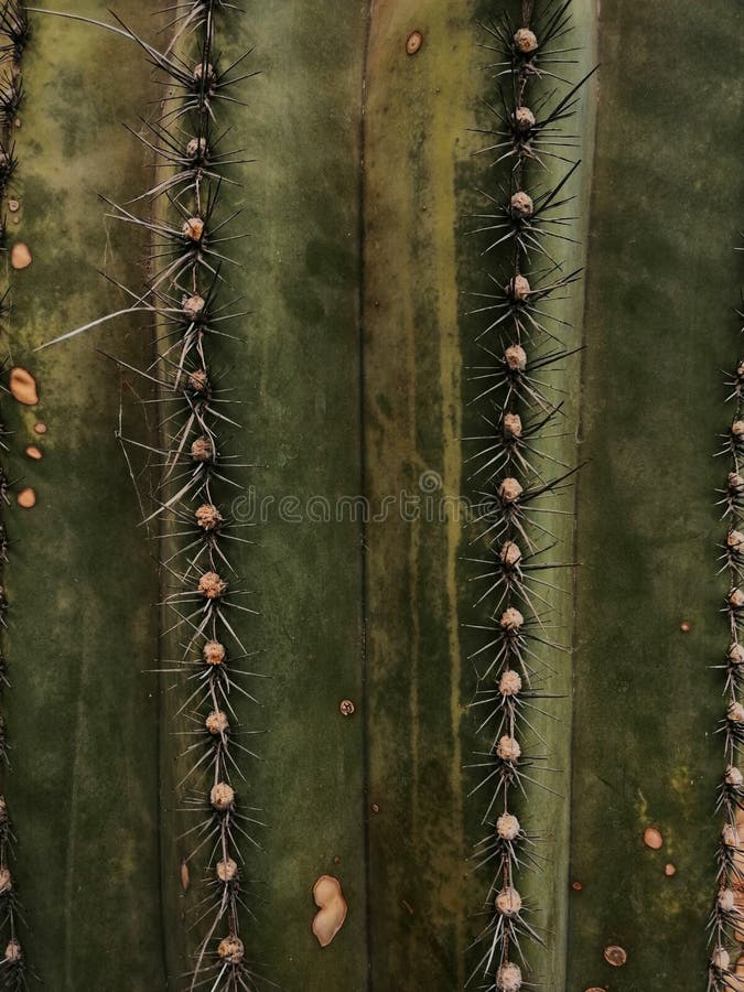 Vertical Shot of Cactus Spiky Texture Stock Image - Image of botany ...
