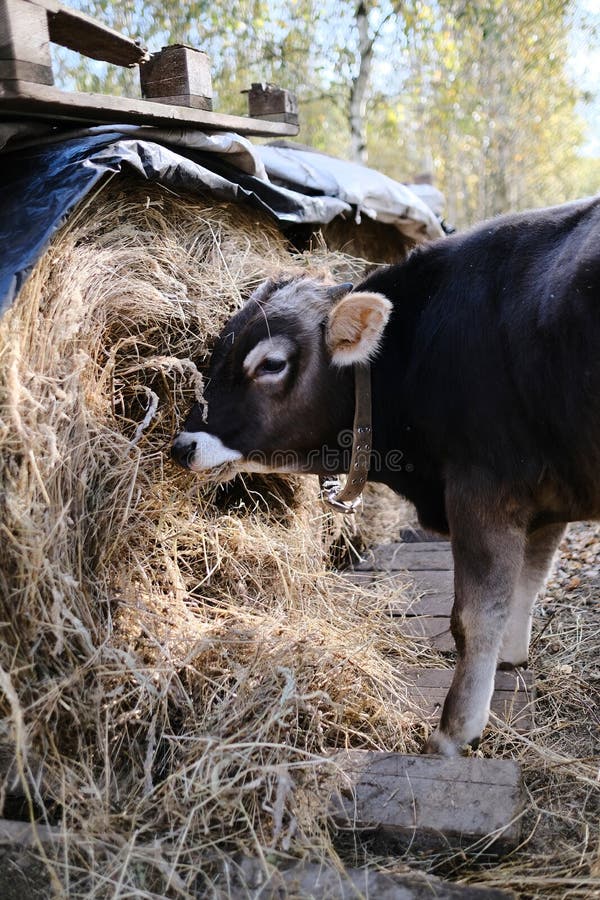Vertical Shot of a Calf Eating Hay Stock Image - Image of wildlife ...