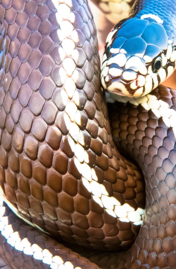Vertical Shot of a California King Snake Wrapped Around Itself Stock ...