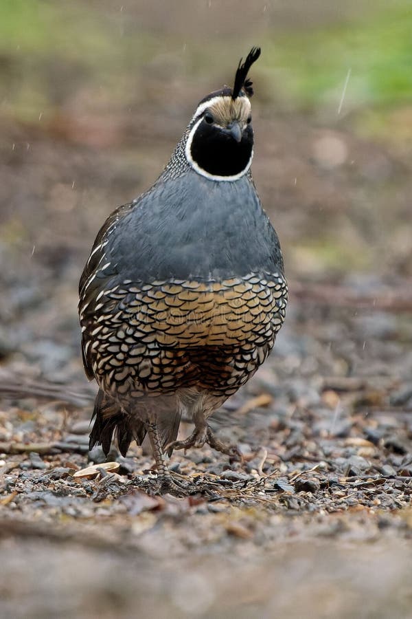Vertical Shot of a California Quail Bird Stock Image - Image of ...