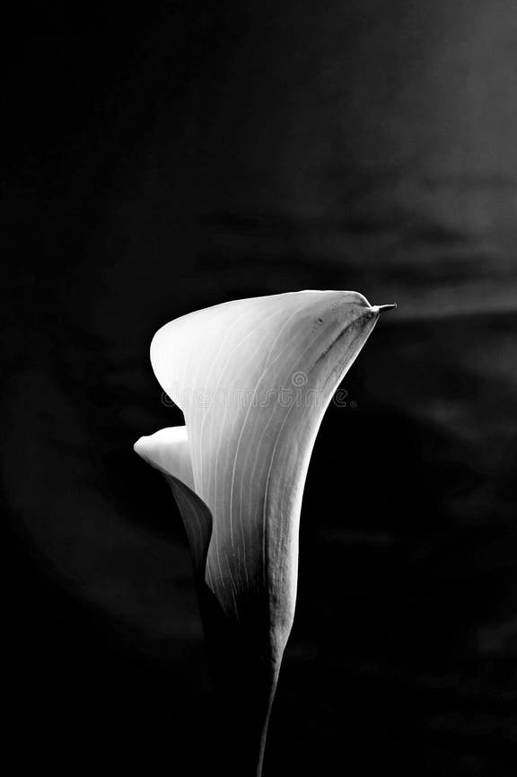 Vertical Shot of a Calla Lily Isolated on a Black Background Stock ...