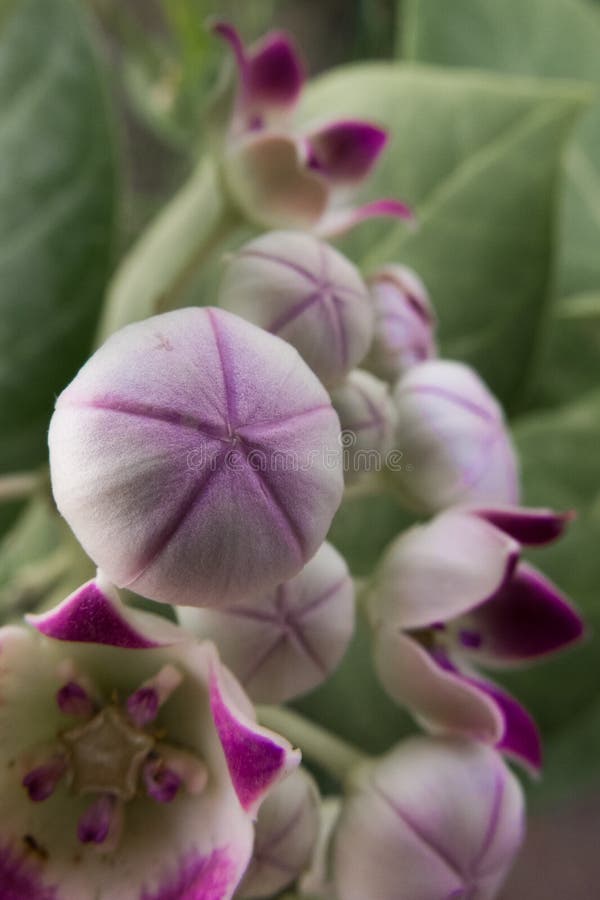 Vertical Shot of Calotropis Flowers Stock Image - Image of garden ...