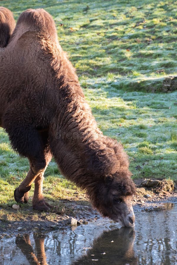 Vertical Shot of Camel Drinking Water on a Farm Stock Image - Image of ...
