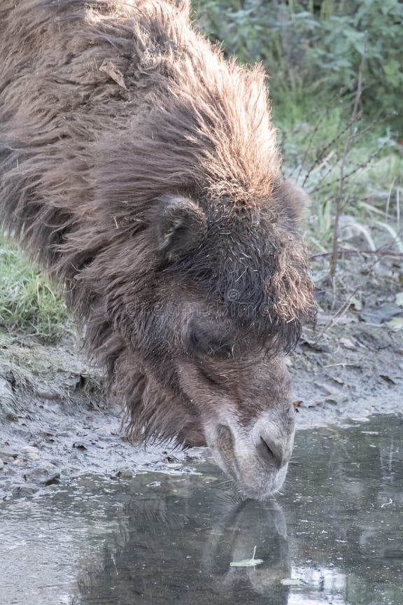 Vertical Shot of Camel Drinking Water on a Farm Stock Image - Image of ...