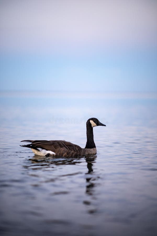 Vertical Shot of a Canadian Goose Floating on a Blue Pond Surface Stock ...