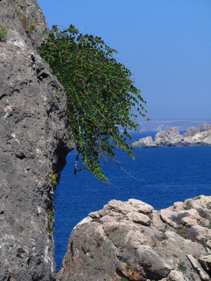 Vertical Shot of a Caper Plant Growing on a Rocky Cliff in Malta Stock ...