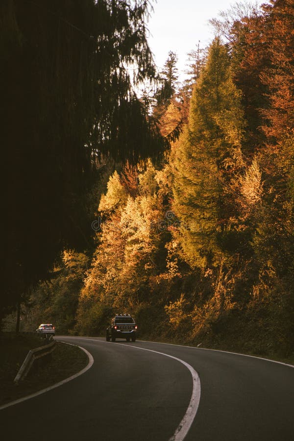 Vertical Shot of a Car Driving on an Empty Road Surrounded by Trees in ...