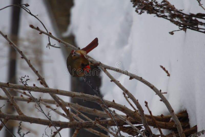 Vertical Shot of a Cardinal on Tree Branch Stock Photo - Image of ...