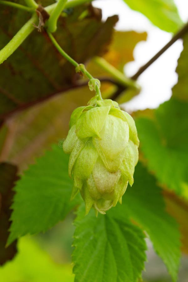 Vertical Shot of a Cascade Hop Growing on the Tree Stock Image - Image ...