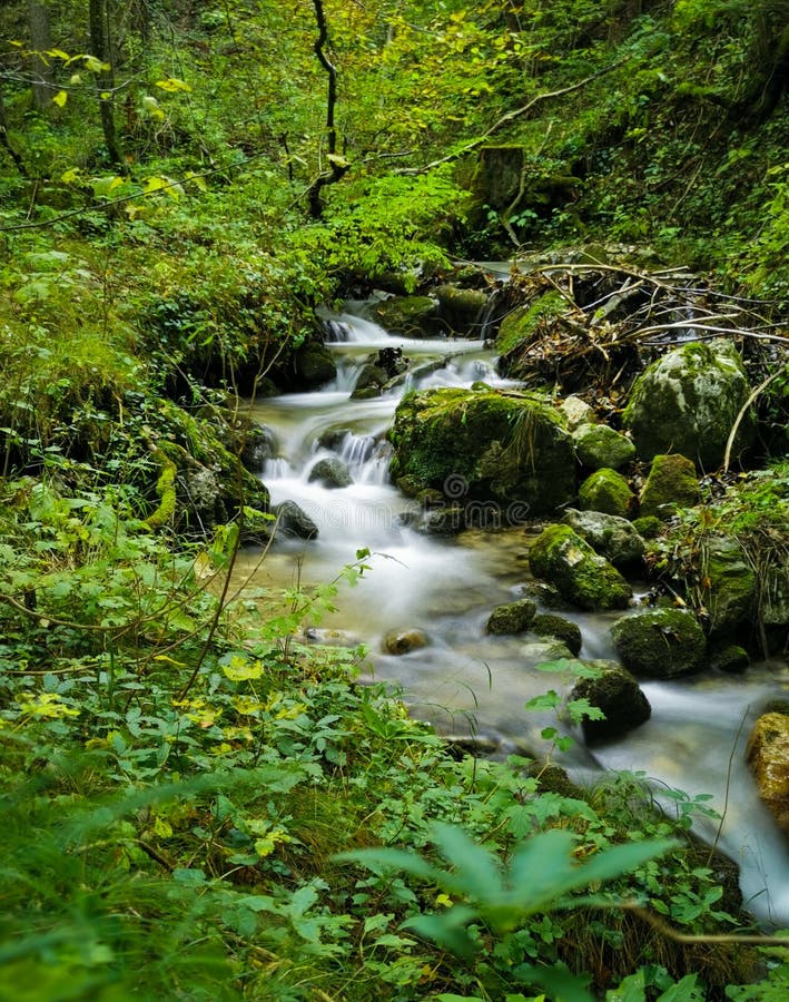 Vertical Shot of a Cascading Waterfall Stream in a Green Forest Stock ...