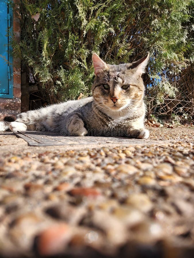 Vertical Shot of a Cat Laying on the Ground Stock Image - Image of grey ...