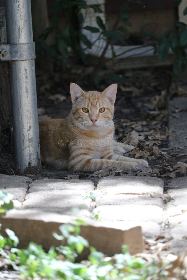 Vertical Shot of Cat Lying on Ground Stock Image - Image of furry ...