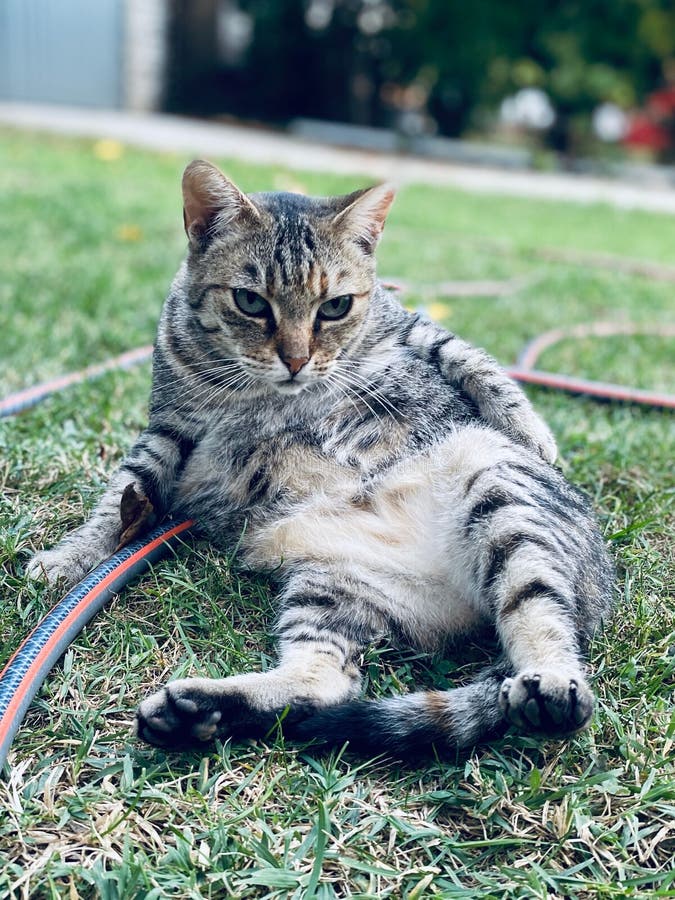 Slouching Posture Stock Photos - Free & Royalty-Free Stock Photos from ...