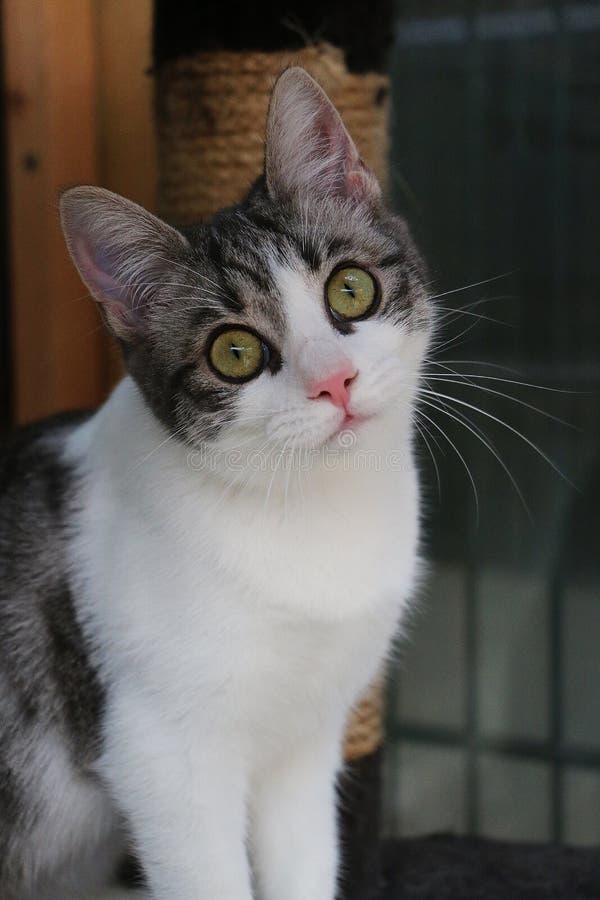 Vertical shot of a cat stock photo. Image of head, animal - 196669726