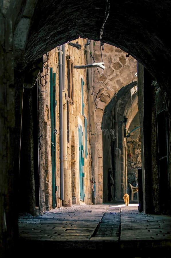 Vertical Shot of a Cat Walking Along an Old Passageway Stock Image ...