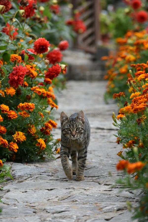 Vertical Shot of a Cat Walking on a Path between Marigolds in the ...
