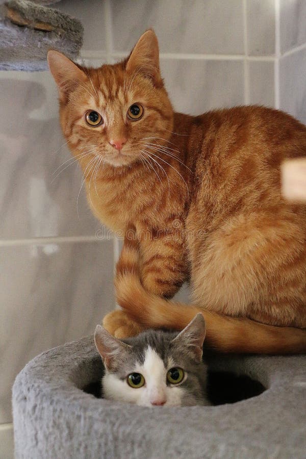 Vertical shot of cats stock photo. Image of animals - 196669494