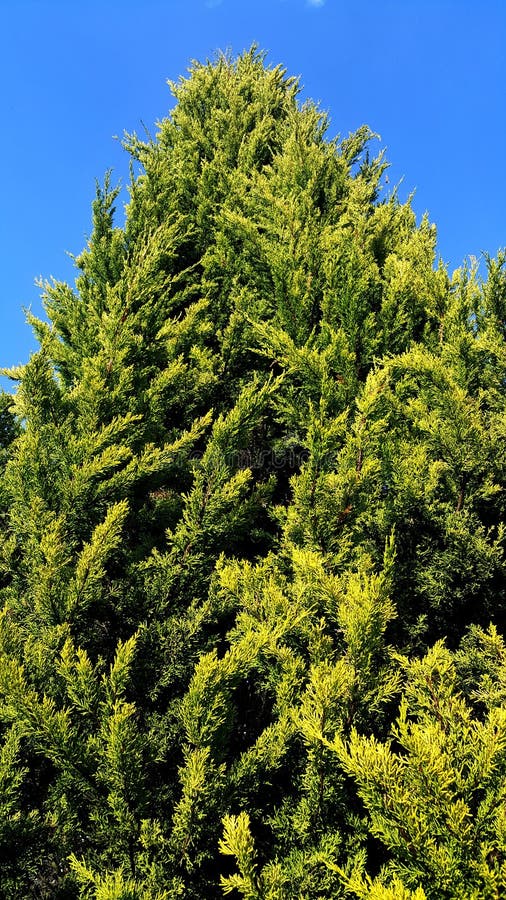 Vertical Shot of a Cedar Lemon Tree Evergreen in Verdant Big Forest ...