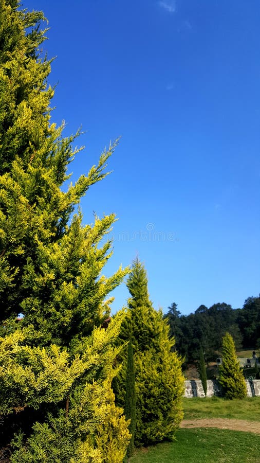 Vertical Shot of a Cedar Lemon Tree Evergreen in Verdant Big Forest ...