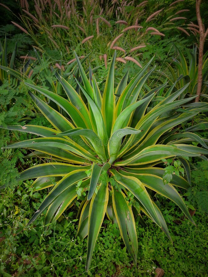Vertical Shot of the Century Plant in the Garden Stock Photo - Image of ...