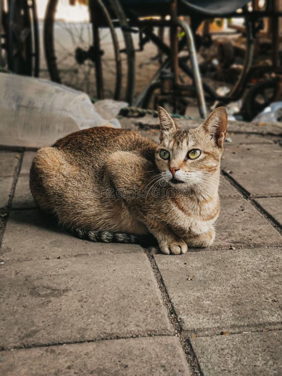 Vertical Shot of a Ceylon Cat Lying on the Ground Stock Photo - Image ...
