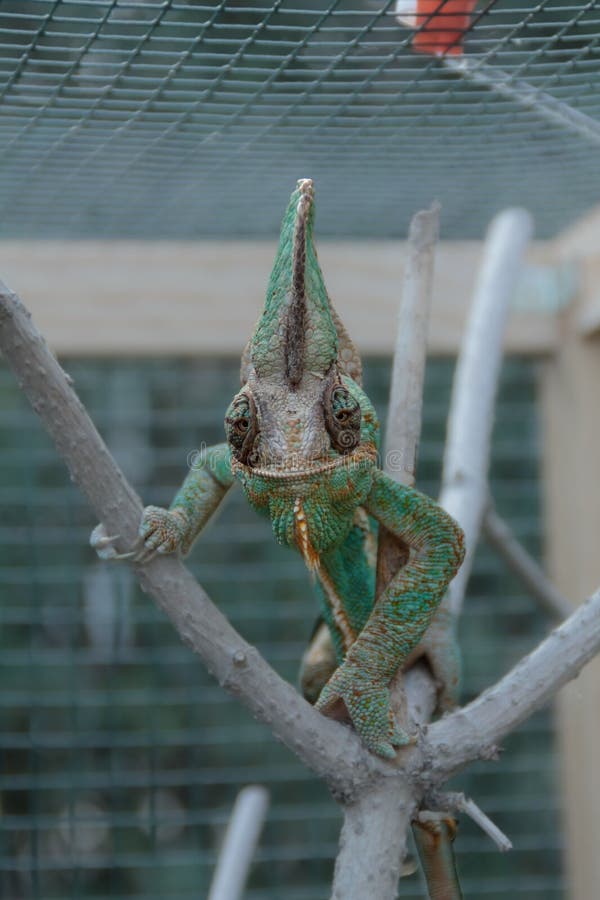 Vertical Shot of a Chameleon Lizard on a Branch Looking Directly at the ...