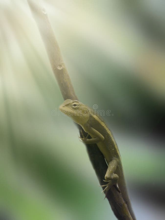 Chameleon from above. stock image. Image of gardens - 121575597