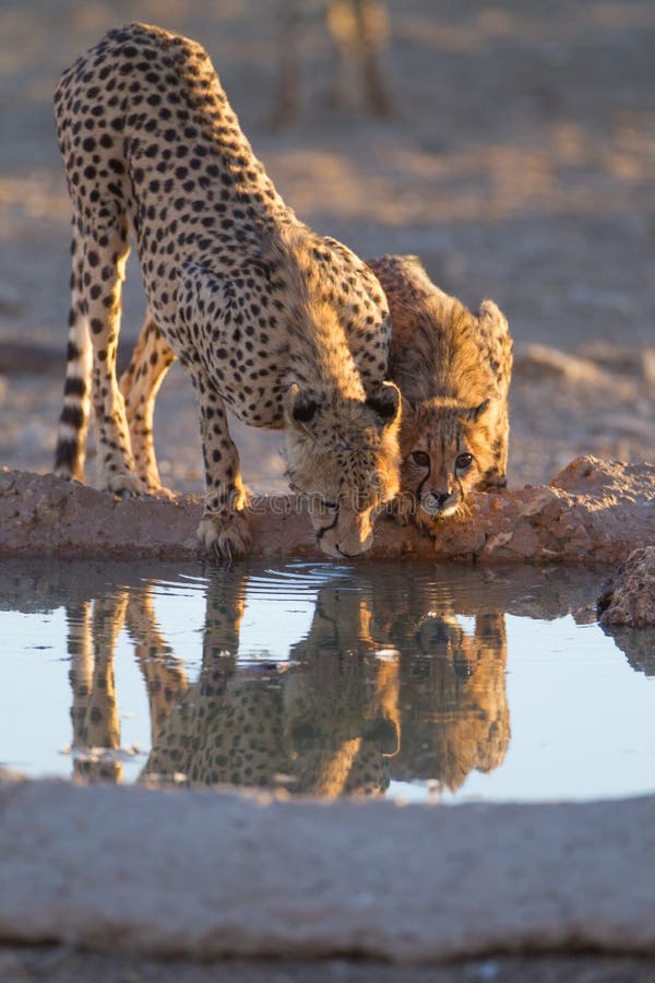122 Cheetah Drinking Water Stock Photos - Free & Royalty-Free Stock ...