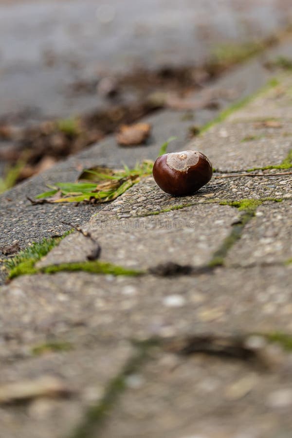 Vertical Shot of a Chestnut in a Garden Stock Image - Image of chestnut ...