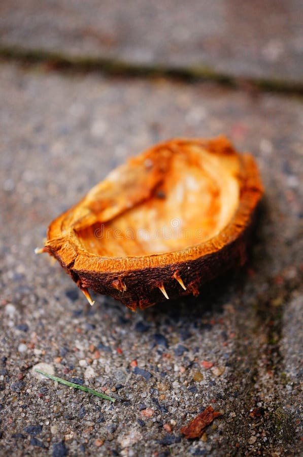 Vertical Shot of Chestnut Shell Lying on a Pavement Stock Photo - Image ...