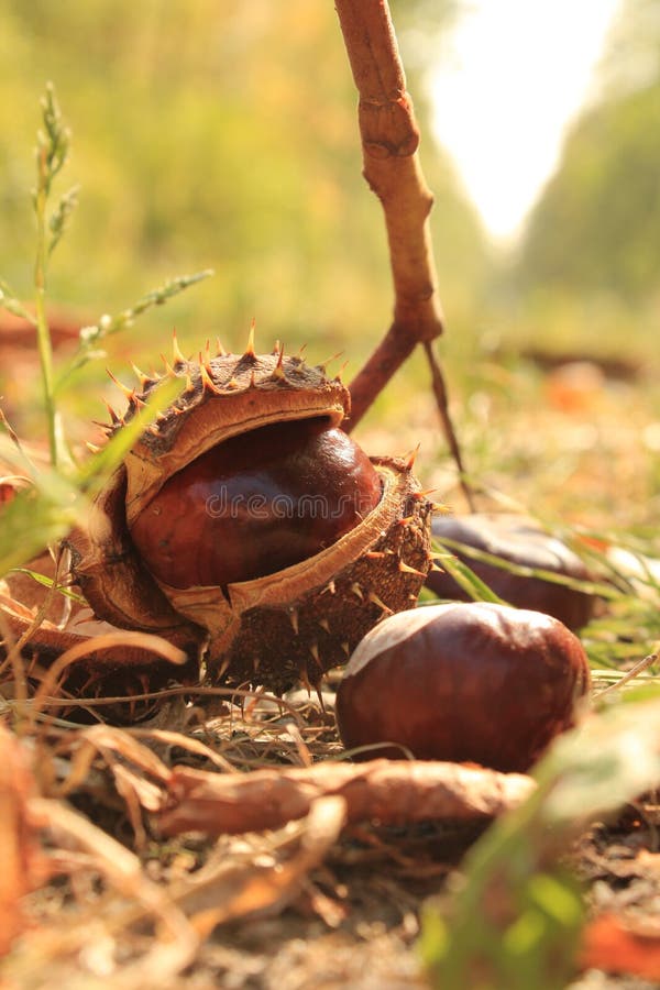 Vertical Shot of Chestnuts on the Ground Stock Photo - Image of autumn ...
