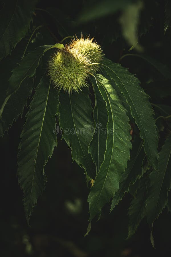 Vertical Shot of Chestnuts Growing on a Tree Stock Image - Image of ...