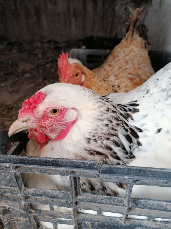 Vertical Shot of Chickens in the Farm during the Daytime Stock Photo ...