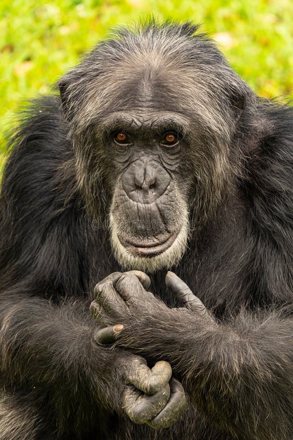 Vertical Shot of a Chimpanzee Sitting with Its Hands Clasped in Front ...