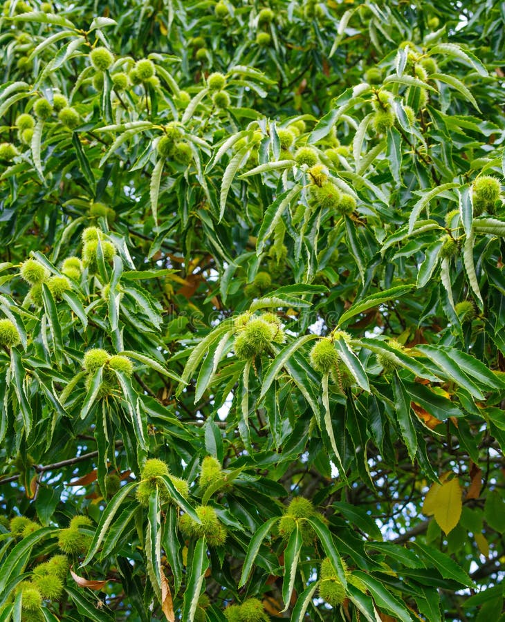 Vertical Shot of Chinese Chestnut, Castanea Mollissima Stock Photo ...