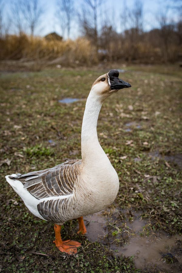 Vertical Shot of a Chinese Goose Standing on the Grass Stock Image ...
