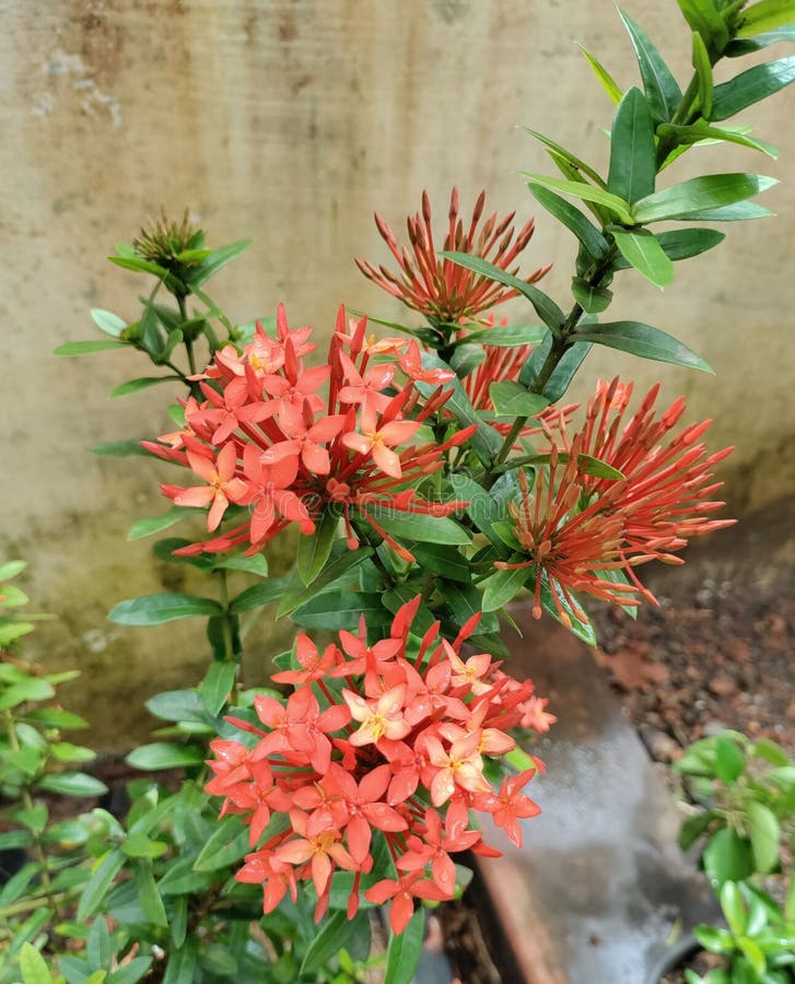 Vertical Shot of Chinese Ixora Flowers Stock Image - Image of color ...