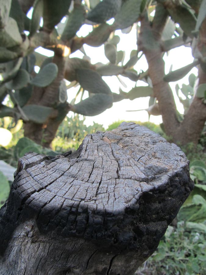 The Prickly Trunk of a Tree Sandbox Tree of Tropical Forests. Green ...