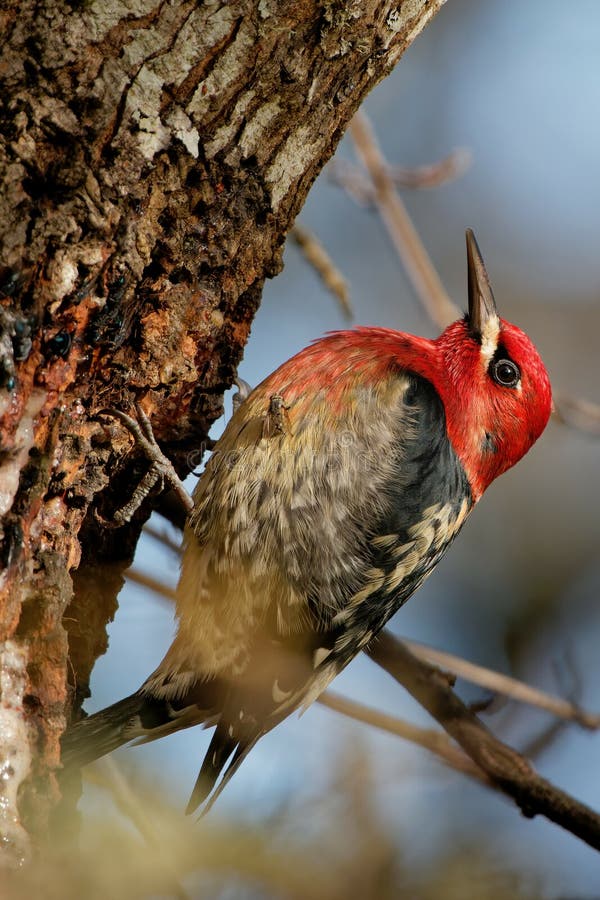 Vertical Shot of a Chubby Bird with Red Head and Pointy Beak Standing ...
