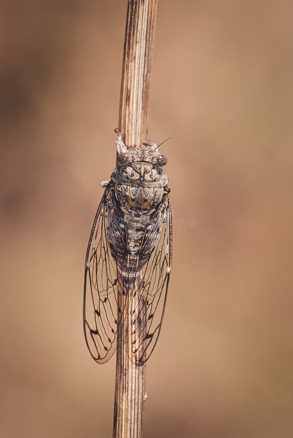 Vertical Shot of a Cicada Insect on a Twig Stock Image - Image of ...