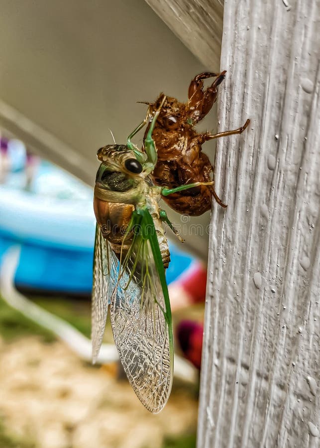 Vertical Shot of a Cicada Molting Stock Image - Image of creature, wing ...