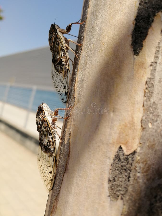 Vertical Shot of Cicadas on a Tree Trunk Stock Photo - Image of woods ...