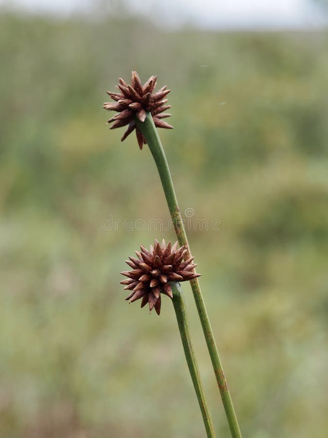 Vertical Shot of Cladium Mariscus in a Meadow in the Daylight with a ...