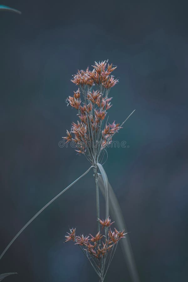 Vertical Shot of the Cladium Plant Stock Photo - Image of flower ...